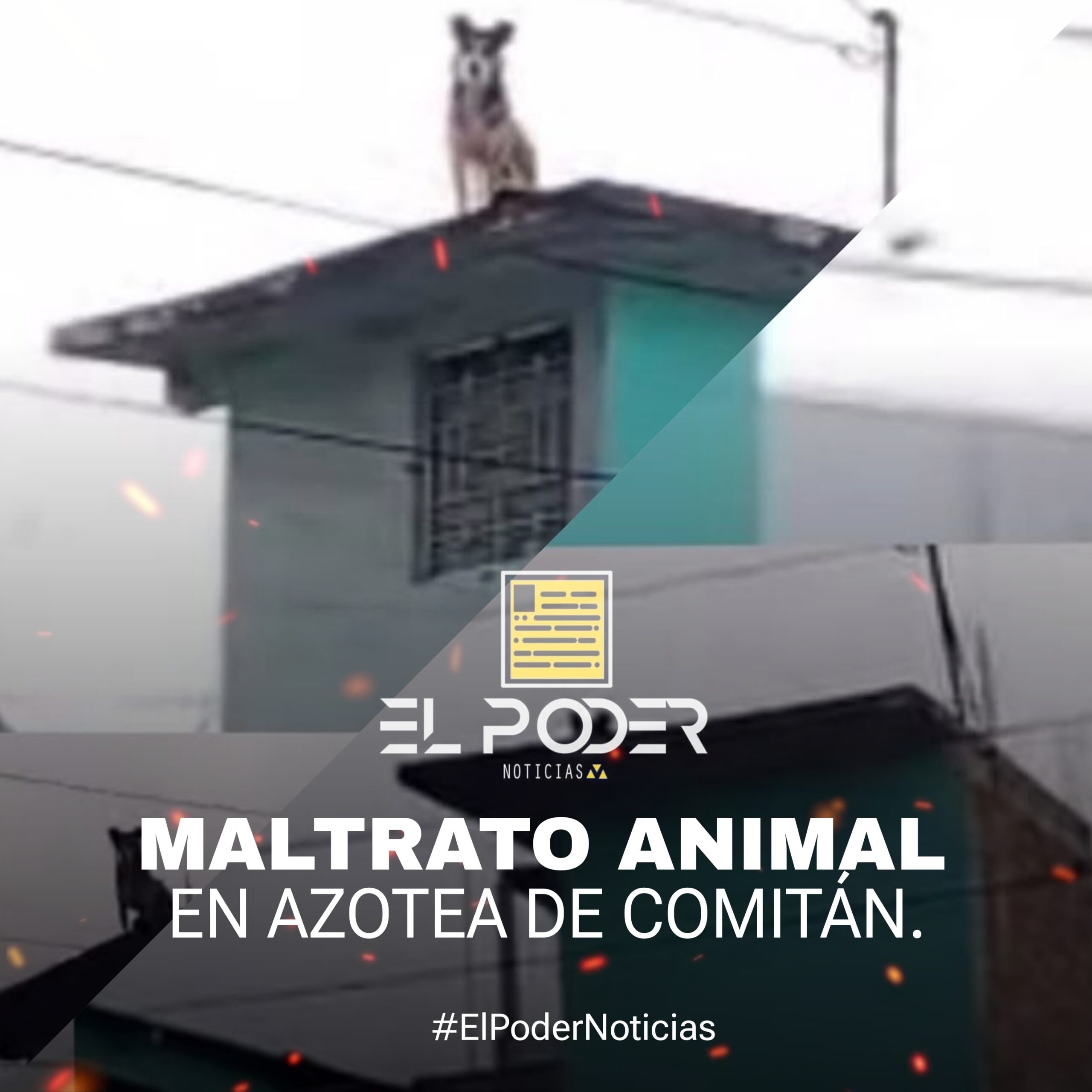CRECE PREOCUPACIÓN POR MALTRATO ANIMAL EN AZOTEA DE COMITÁN. - EL PODER ...
